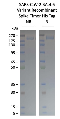 SARS-CoV-2 BA.4.6 Variant Recombinant Spike Trimer His Tag | Abwiz Bio