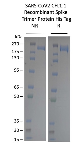 SARS-CoV-2 CH.1.1 Omicron Variant Recombinant Spike Trimer His Tag | Abwiz Bio