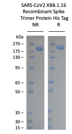 SARS-CoV-2 XBB.1.16 Omicron Variant Recombinant Spike Trimer His Tag | Abwiz Bio