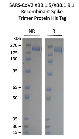 SARS-CoV-2 XBB.1.5 Omicron Variant Recombinant Spike Trimer His Tag | Abwiz Bio