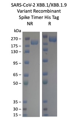 SARS-CoV-2 XBB.1 Variant recombinant Spike RBD His Tag | Abwiz Bio