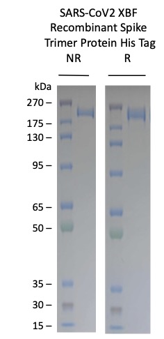 SARS-CoV-2 XBF Omicron Variant Recombinant Spike Trimer His Tag | Abwiz Bio